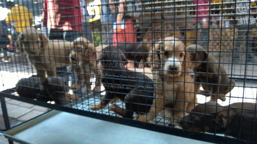 Pet Shops in Mumbai’s Crawford Market