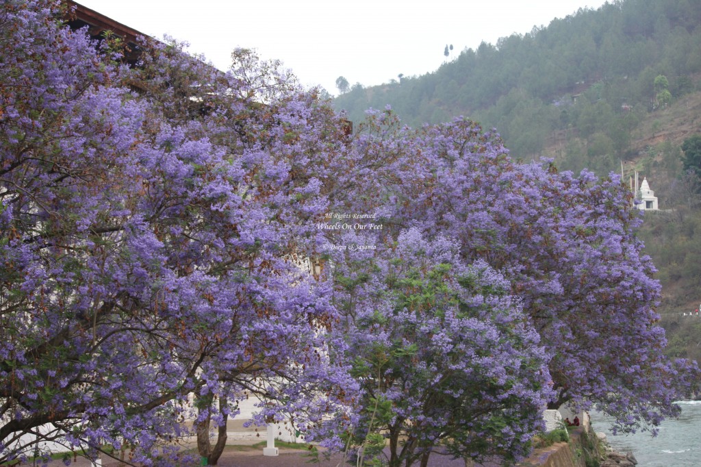 Flowers in Bhutan - Wheels On Our Feet