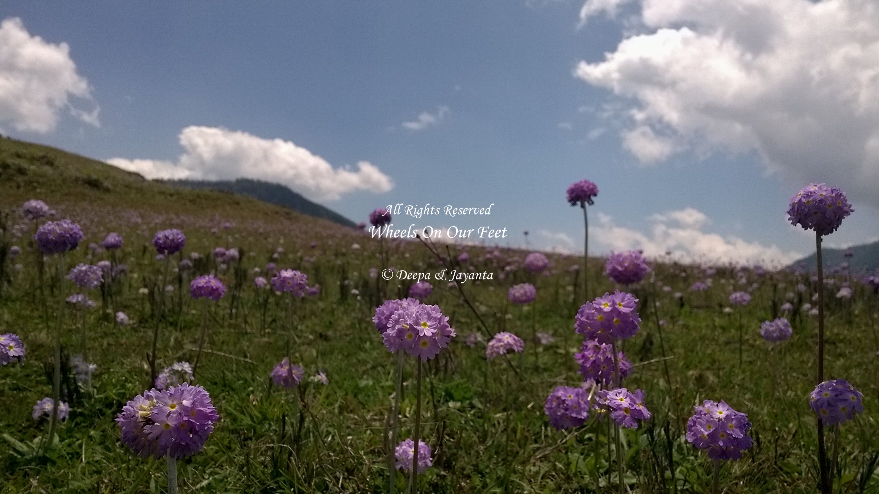 Flowers in Bhutan - Wheels On Our Feet
