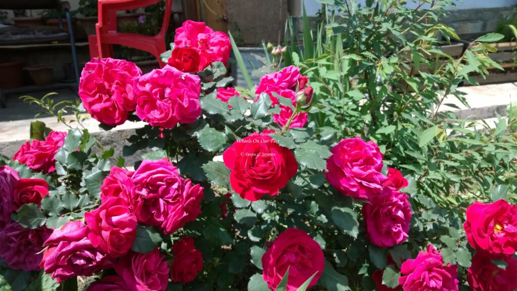 Flowers in Bhutan - Wheels On Our Feet