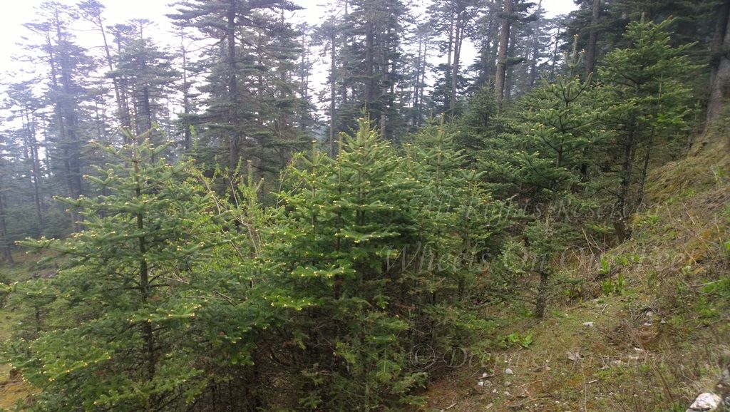 Sight-Seeing in Paro, Bhutan - Wheels On Our Feet