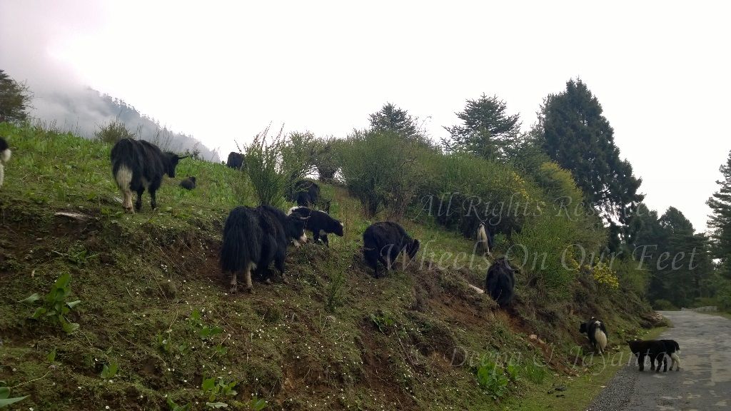 Sight-Seeing in Paro, Bhutan - Wheels On Our Feet