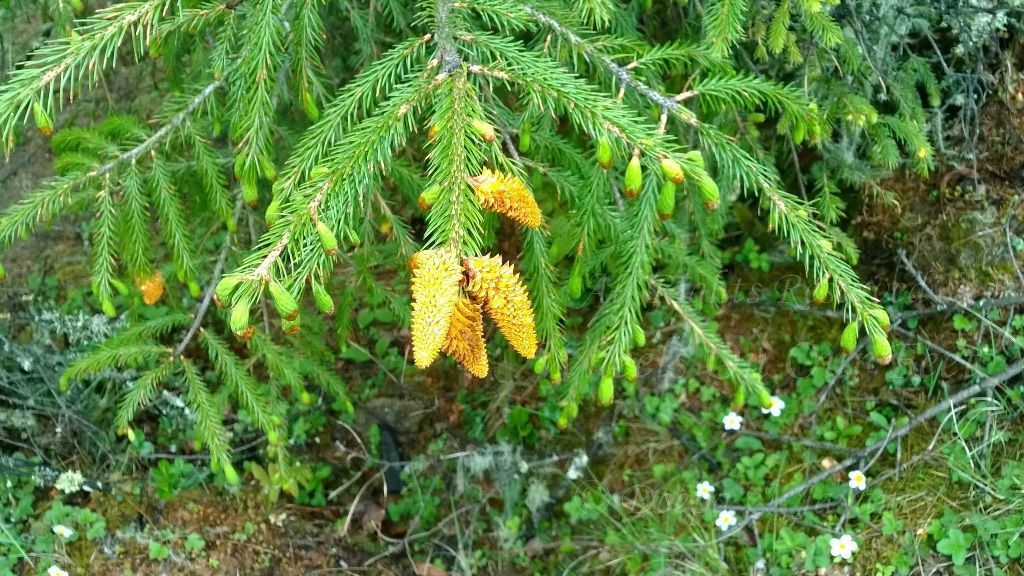 Sight-Seeing in Paro, Bhutan - Wheels On Our Feet