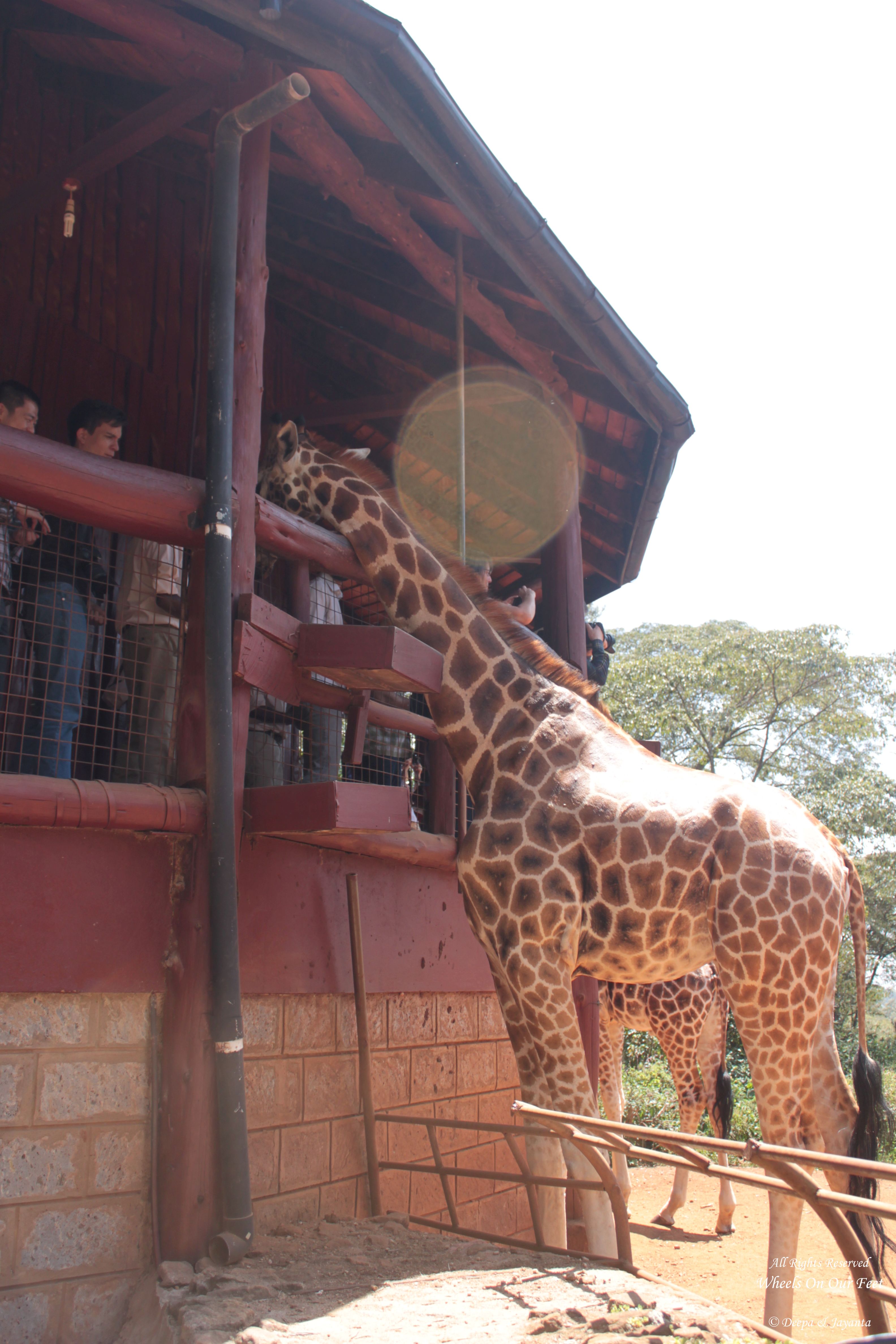 Tour of the Giraffe Centre in Nairobi, Kenya (11) - Wheels On Our Feet