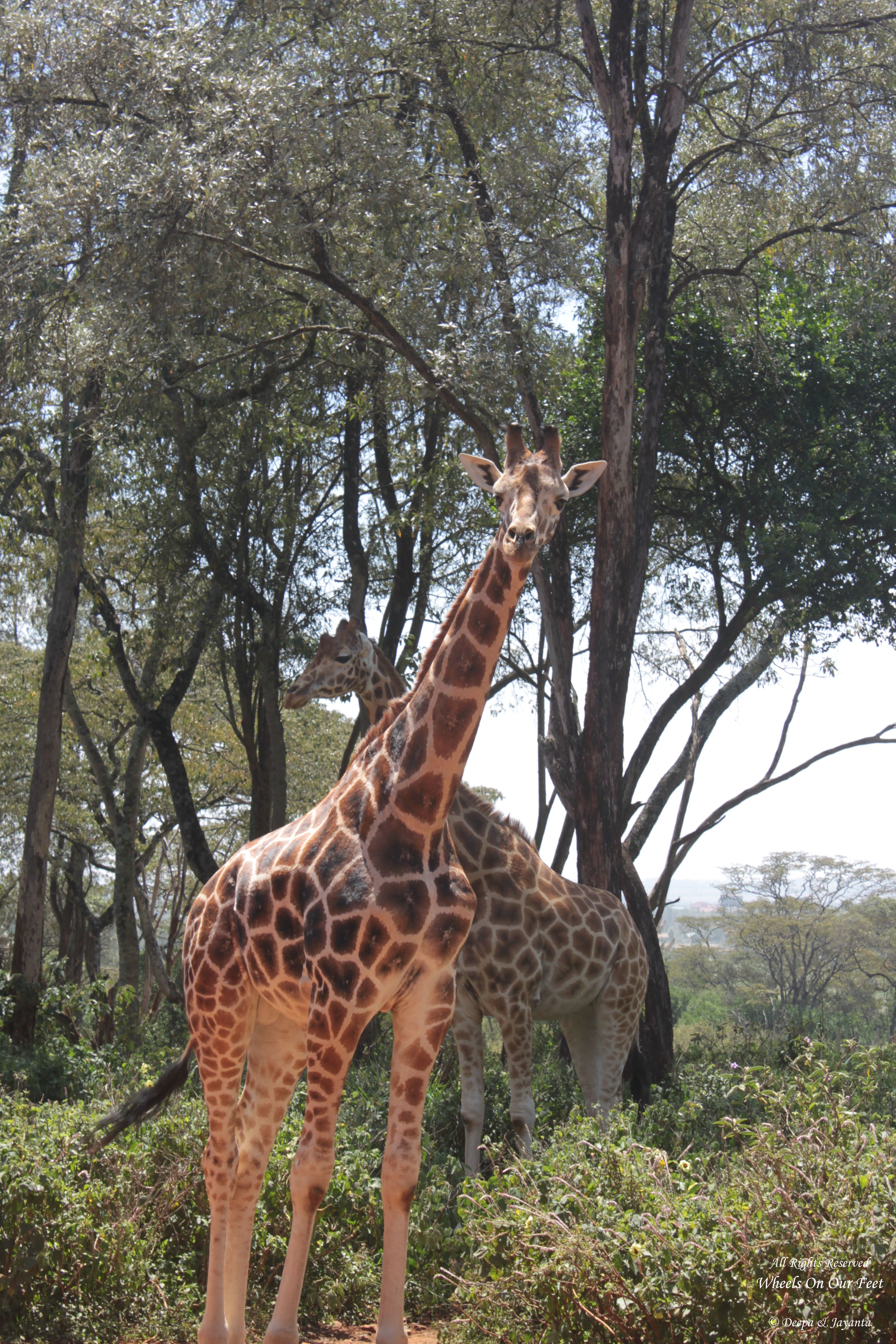 Tour of the Giraffe Centre in Nairobi, Kenya (14) - Wheels On Our Feet